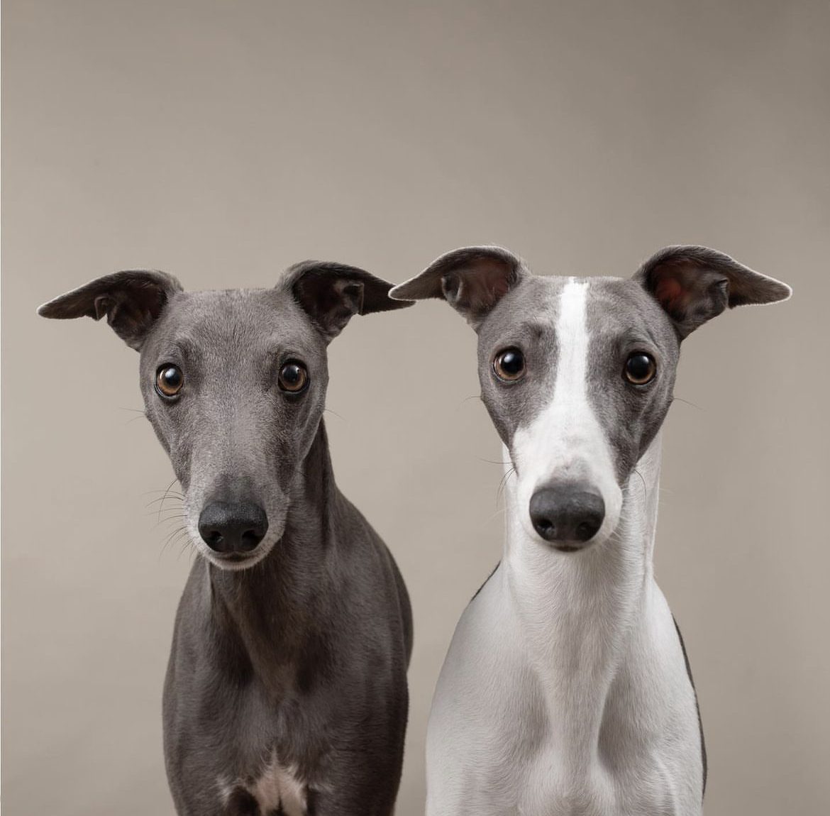 The Whippet Masterclass | Louise Glazebrook