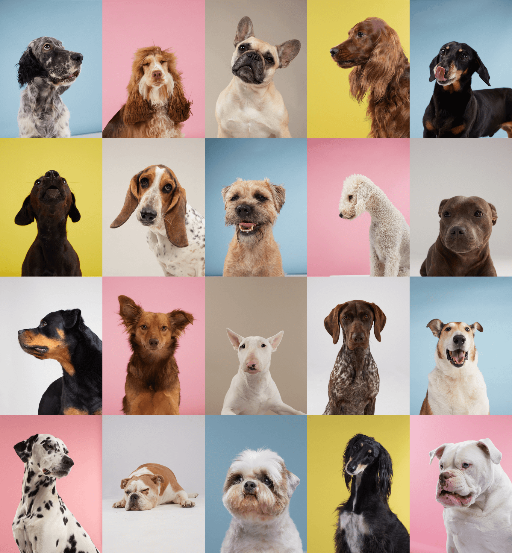 Louise Glazebrook | Dog Behaviourist & Trainer in London