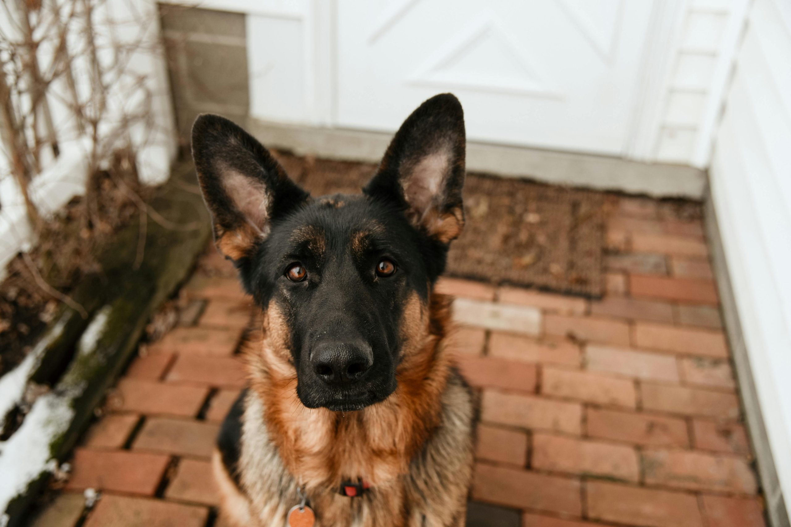 5 Simple Strategies to Prevent Your Dog from Rushing Into Other Dogs ...