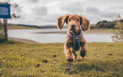 How to play with a dog who doesn't know how to play | Louise Glazebrook