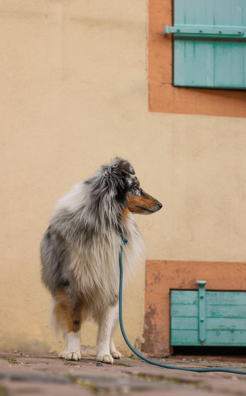 5 Simple Strategies to Prevent Your Dog from Rushing Into Other Dogs ...